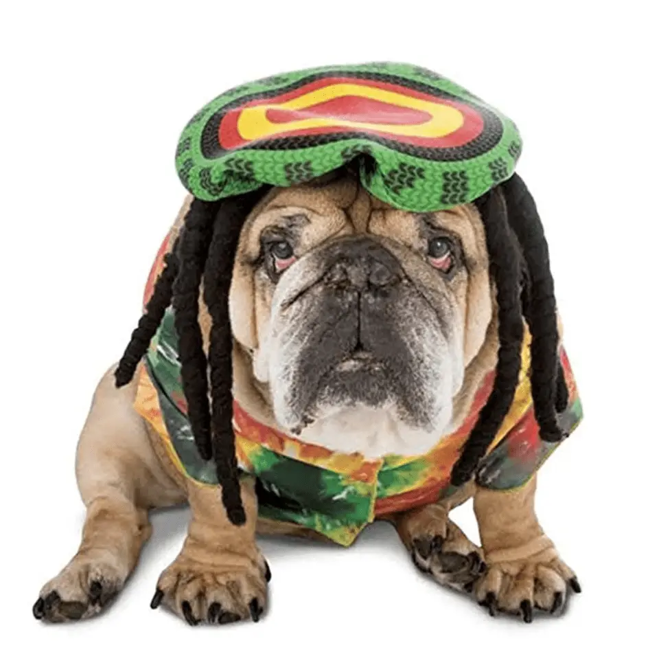 27 Best Weed Halloween Costumes [ 2021 ] - Marijuana Beginners