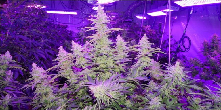 12 Best 1,000W LED Grow Lights - Marijuana Beginners