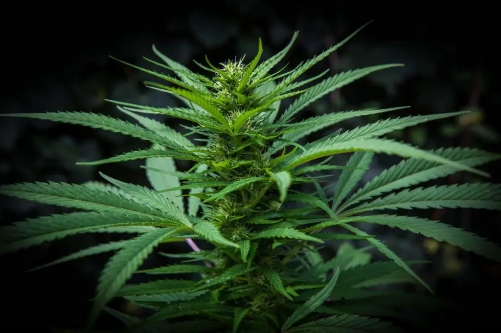Ideal Light Cycles for Growing Cannabis - Marijuana Beginners Ideal Light Cycles for Growing Cannabis - Marijuana Beginners