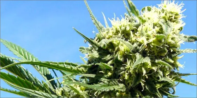 Heaviest Indica Strains - Marijuana Beginners