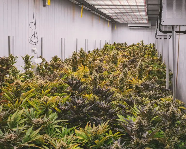 How Long Does Fertilizer Last Marijuana Beginners how-long-does-fertilizer-last-marijuana-beginners