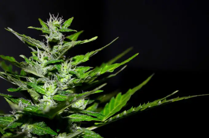 What Is 20 20 20 Fertilizer And Can You Use It To Grow Cannabis what-is-20-20-20-fertilizer-and-can-you-use-it-to-grow-cannabis