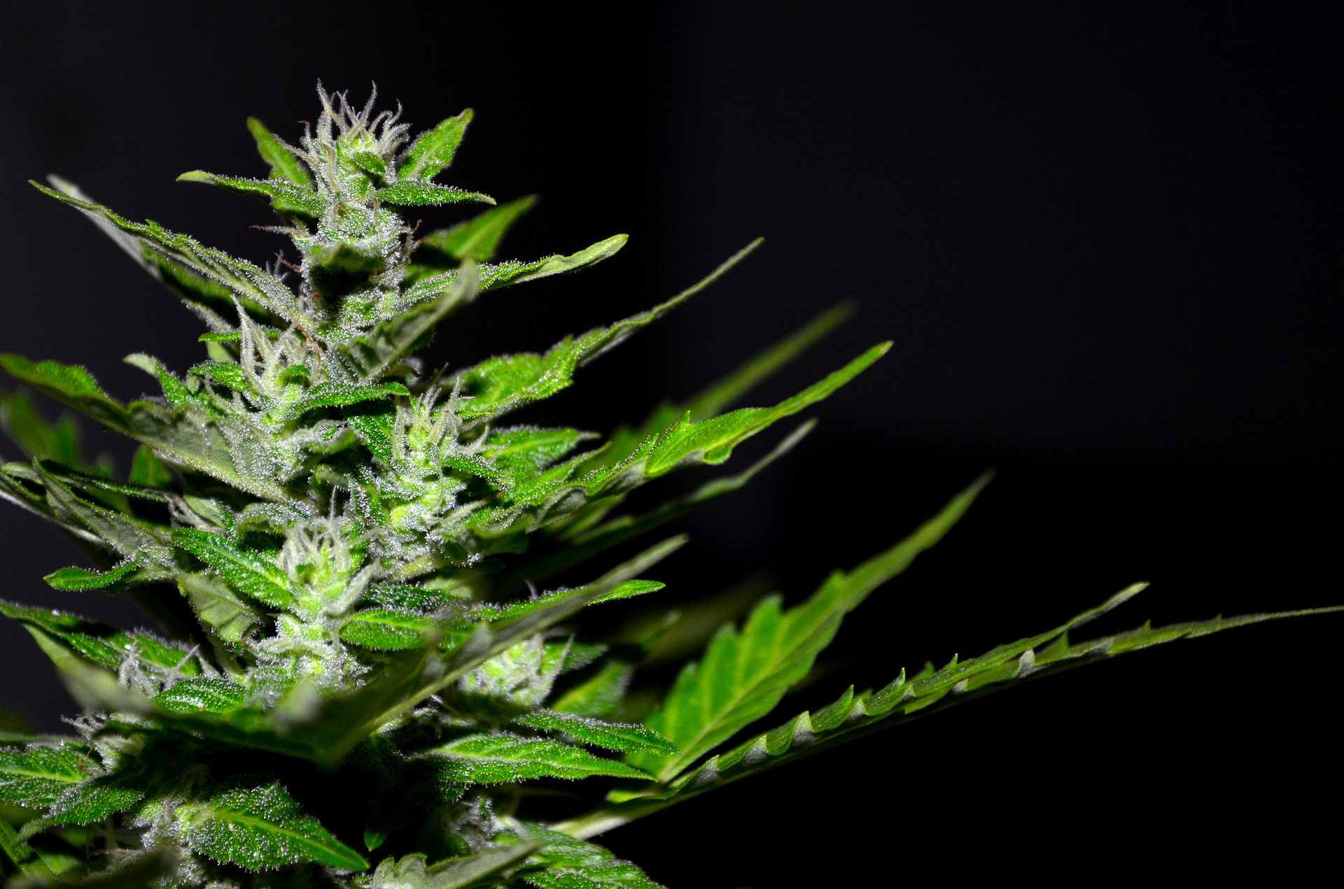 What Is 20 20 20 Fertilizer And Can You Use It To Grow Cannabis